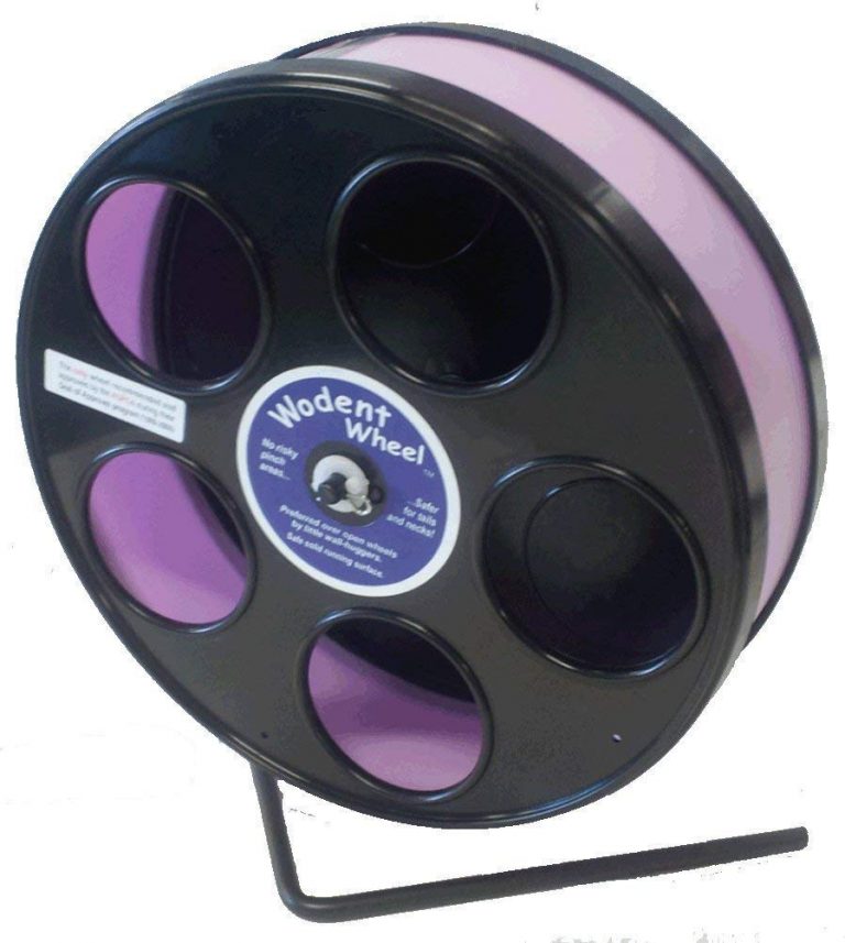 Which Exercise wheel is Perfect For My Small Furry Pet? - Small Furry Pets