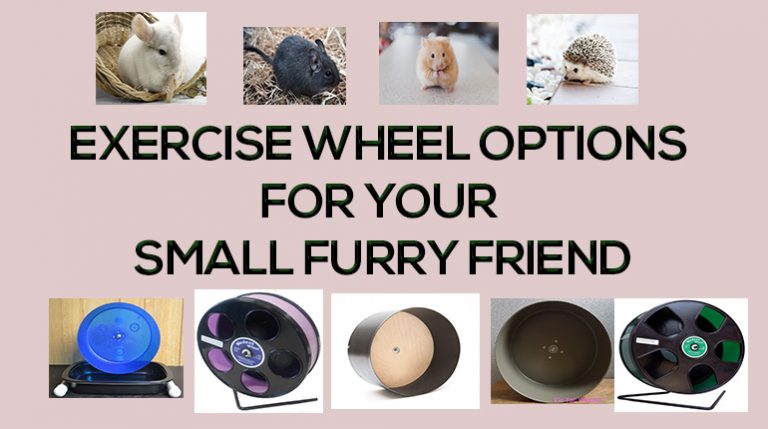 Which Exercise wheel is Perfect For My Small Furry Pet? - Small Furry Pets